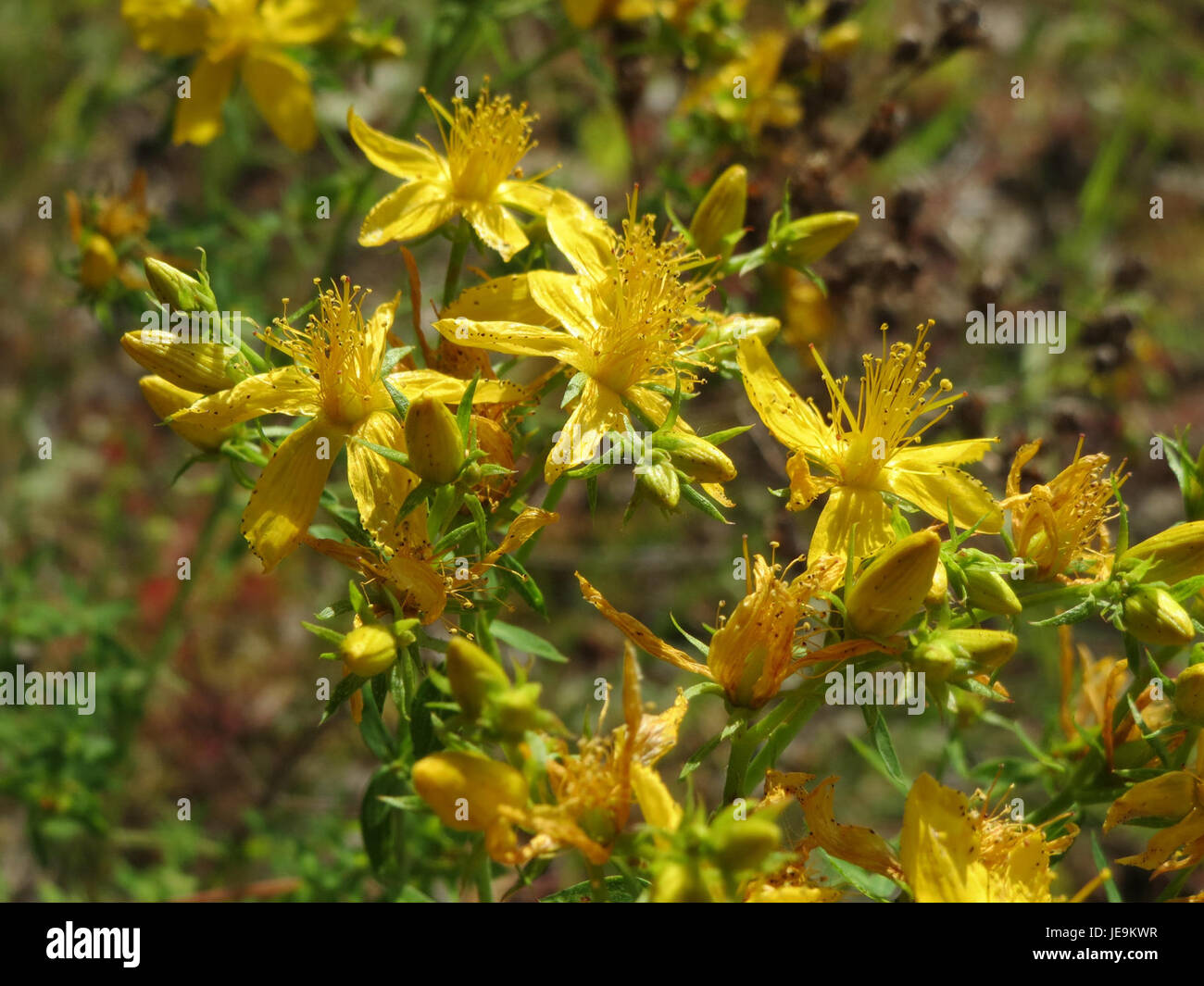 Hypericum perforatum, commonly known as St. John's Wort, is a flowering ...
