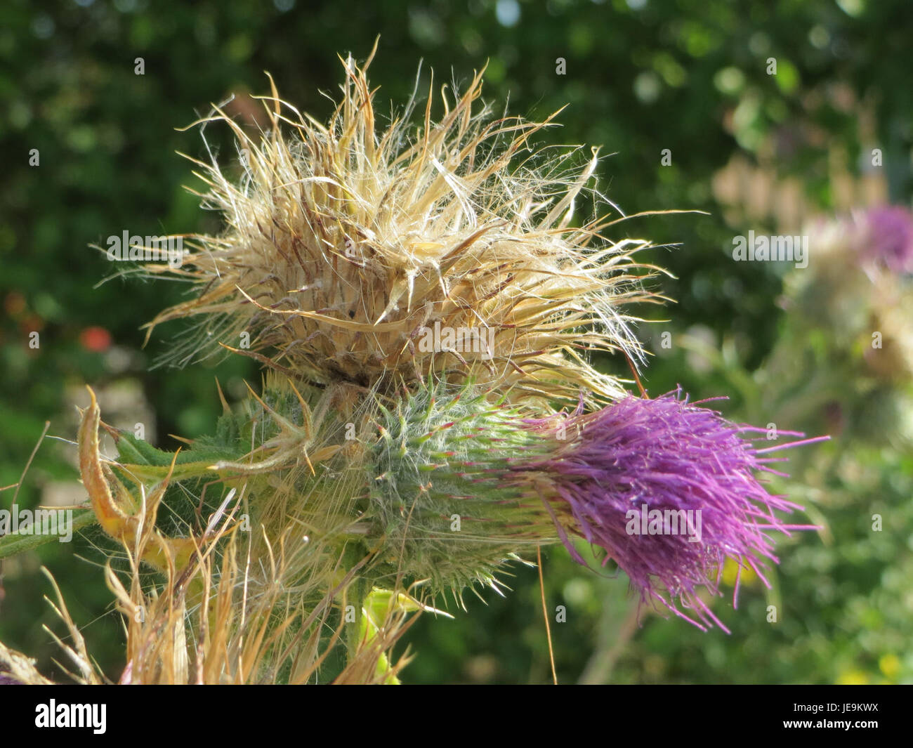 This image features *Cirsium vulgare*, commonly known as bull thistle ...