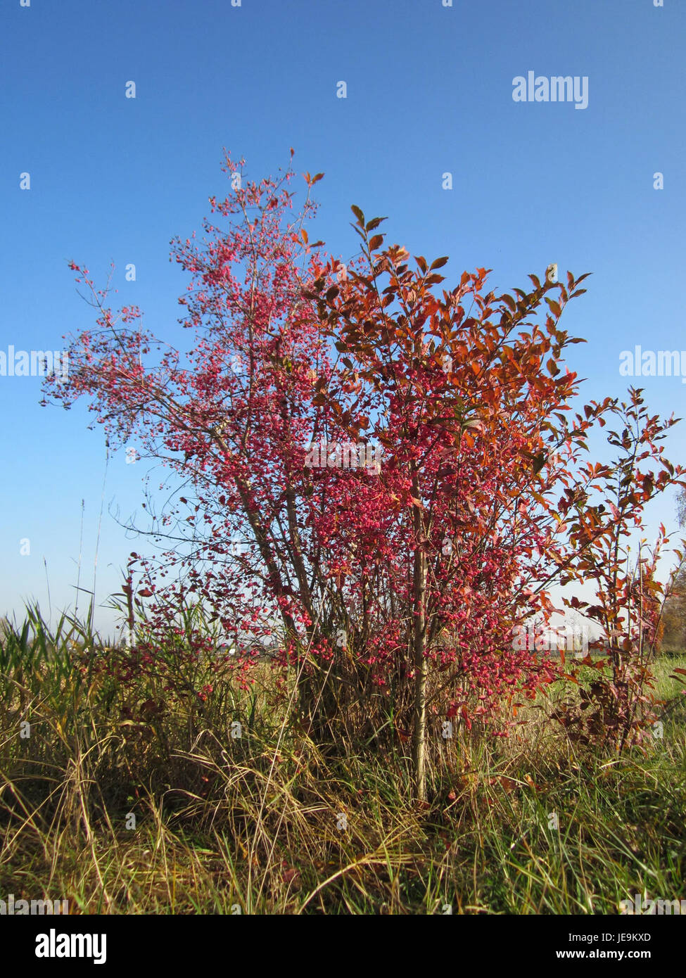 Pfaffenhuetchen (Spindle Tree) is a species of deciduous shrub found in ...