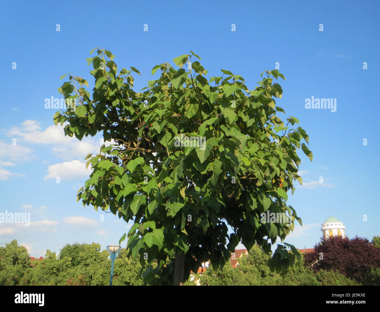 Paulownia tomentosa, commonly known as the empress tree, is a fast ...