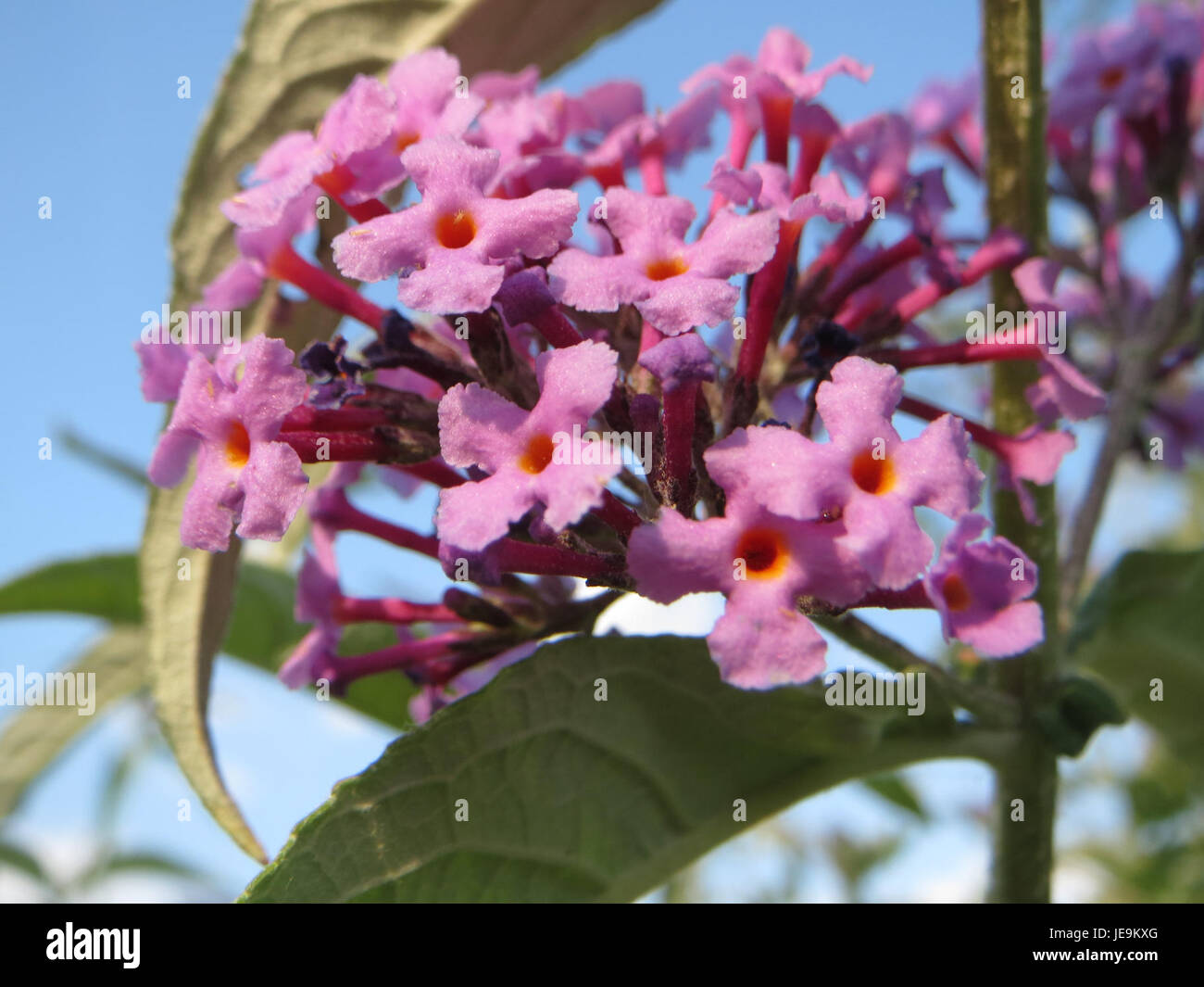 The image features Buddleja davidii, commonly known as the butterfly ...