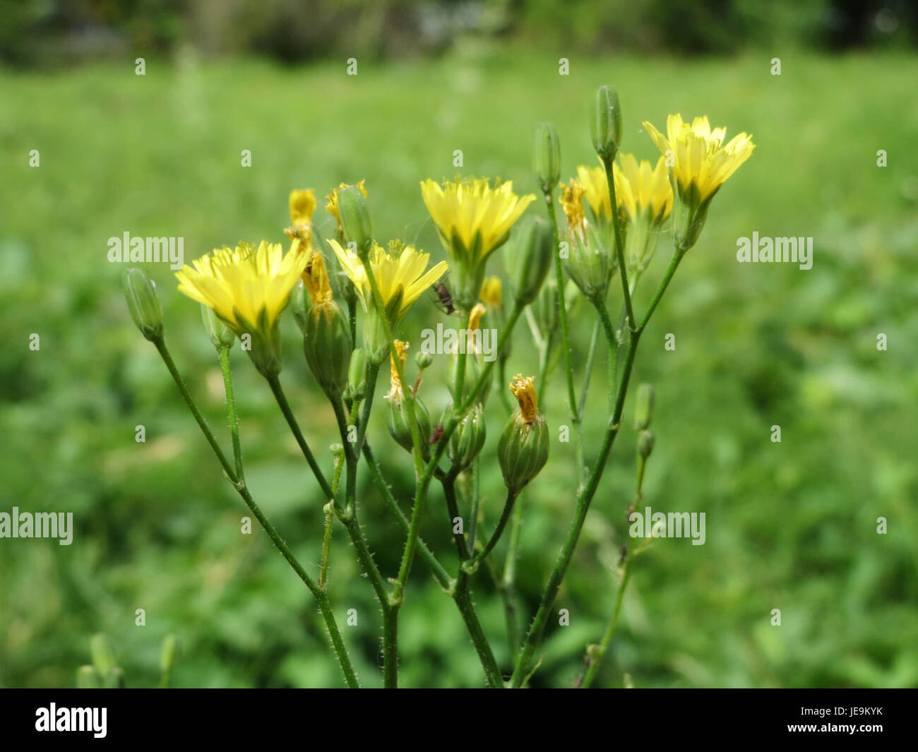 Plant commonly found along roadside hi-res stock photography and images ...
