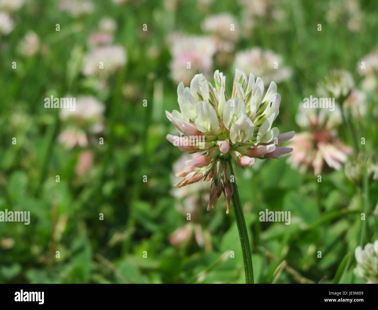 A close-up photograph of Trifolium repens, commonly known as white ...