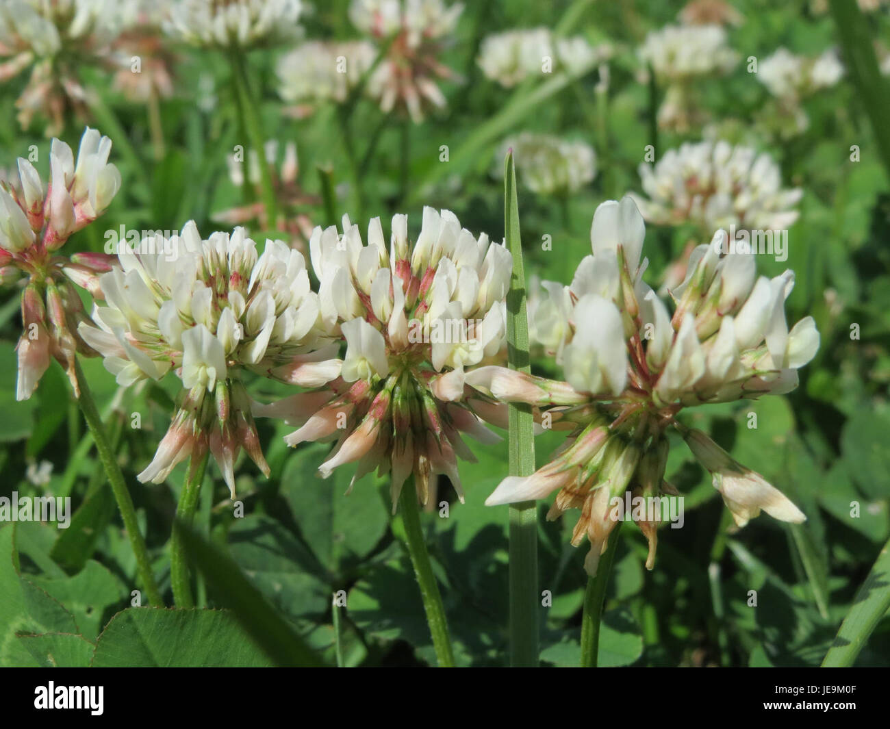 A photograph of Trifolium repens, commonly known as white clover, taken ...