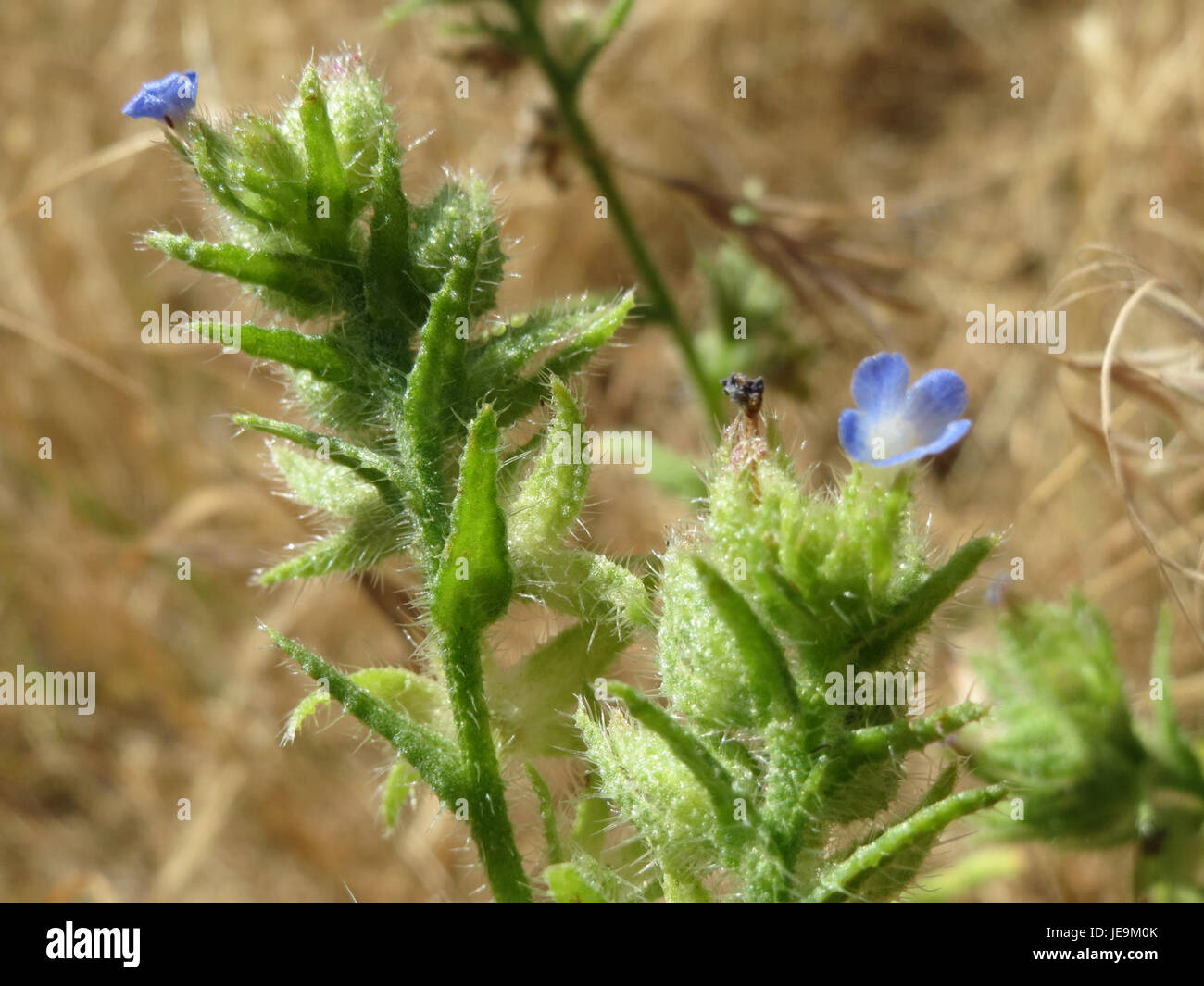 Anchusa arvensis, commonly known as field bugloss, is a plant species ...