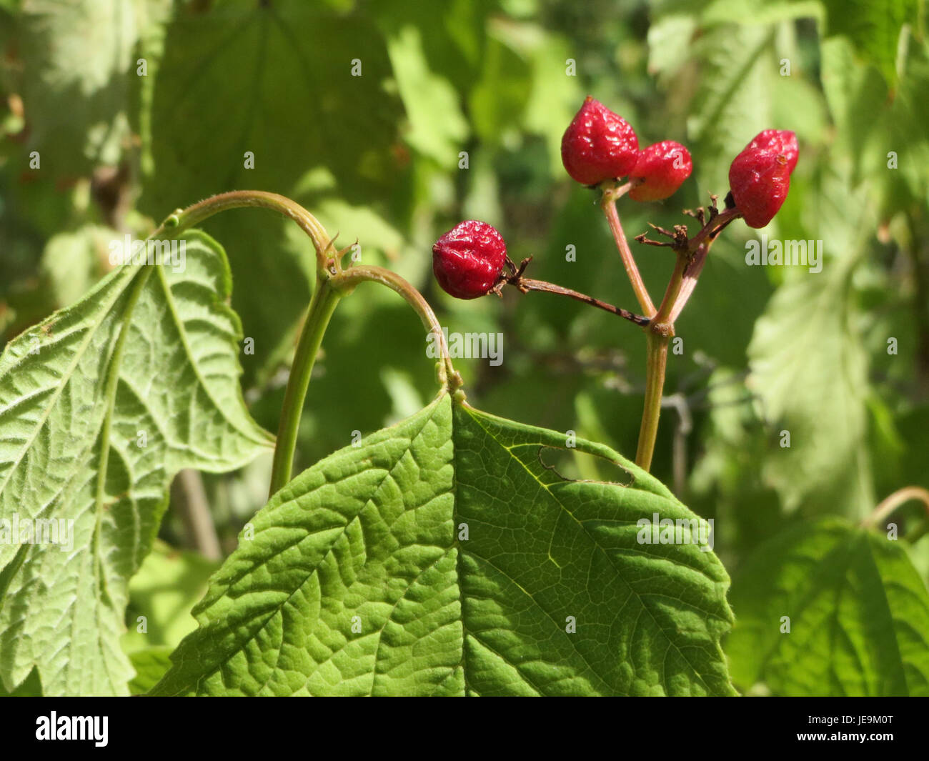 Viburnum opulus, commonly known as the European cranberry bush, is a ...