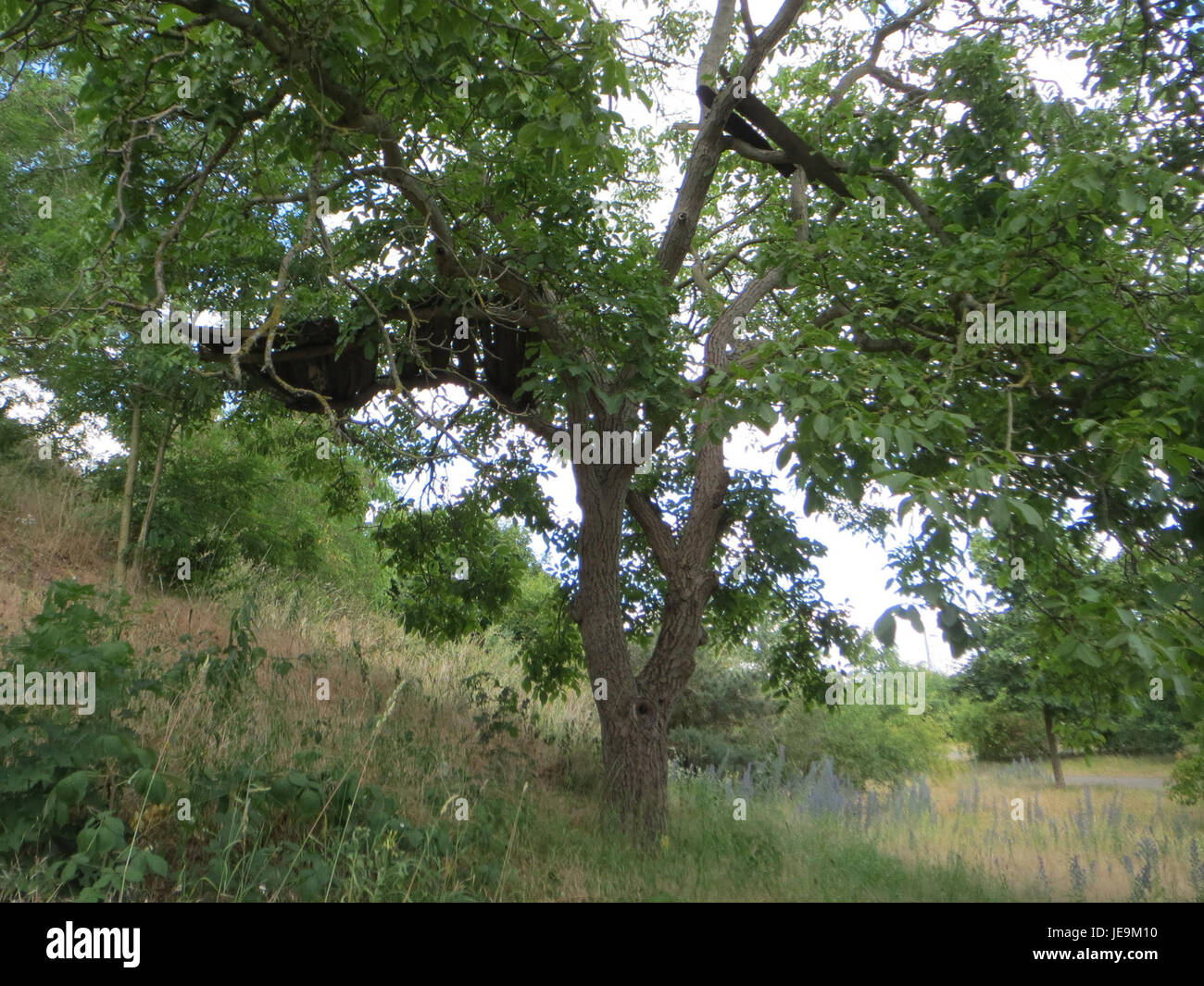 This image features a Juglans regia, or English walnut tree, captured ...