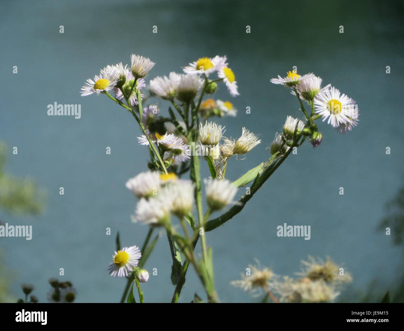 Erigeron annuus, also known as annual fleabane, is a flowering plant ...