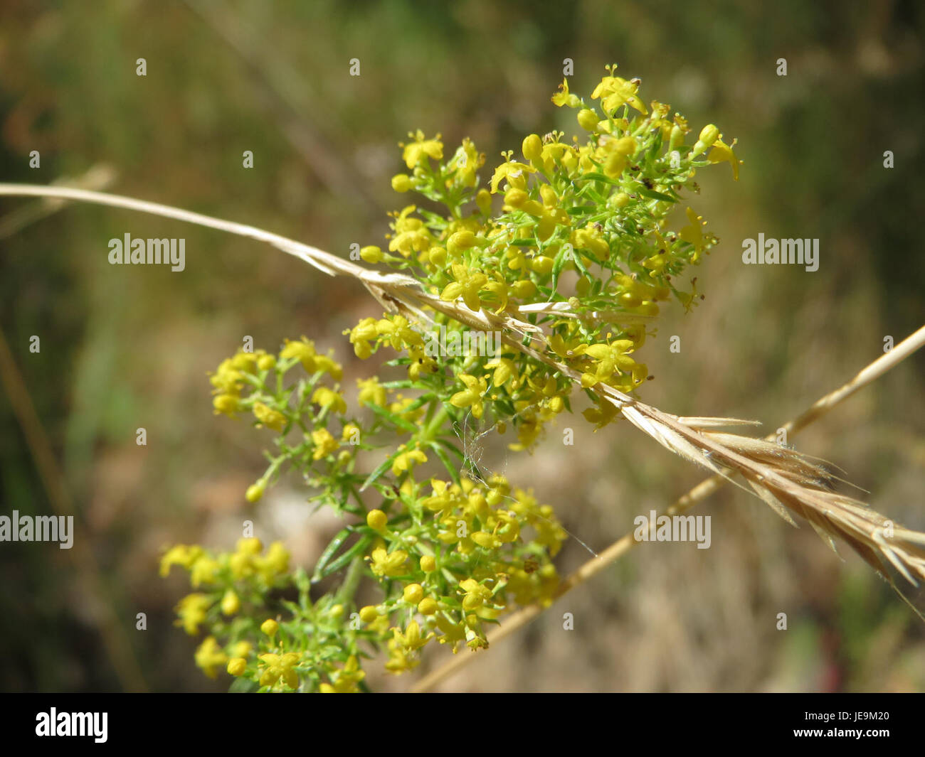 Galium verum, commonly known as yellow bedstraw, is a herbaceous ...
