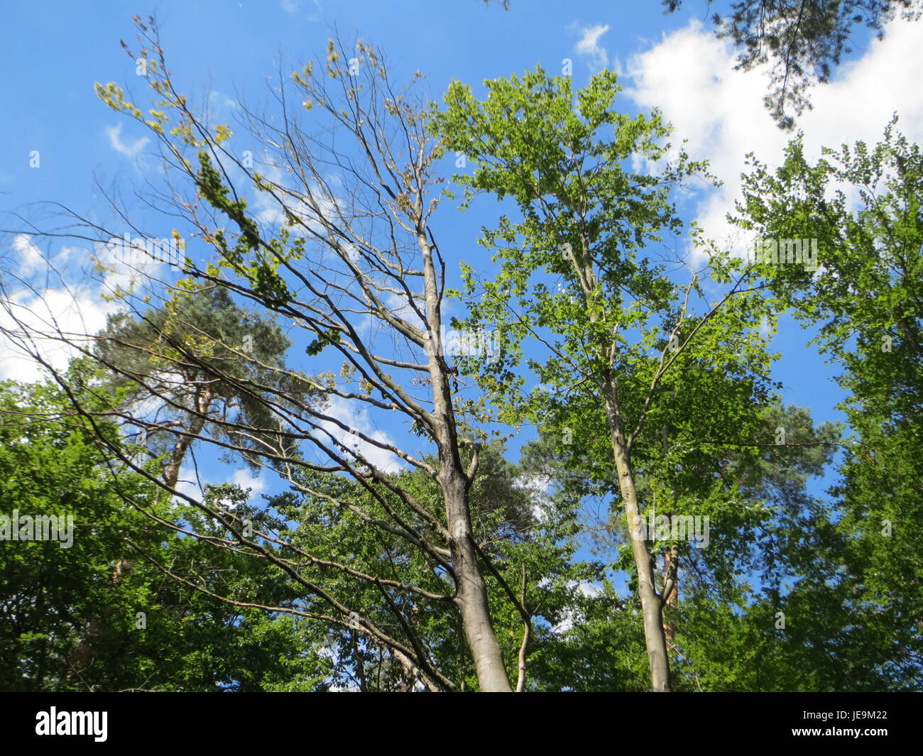 Fagus sylvatica, commonly known as European beech, is a deciduous tree ...