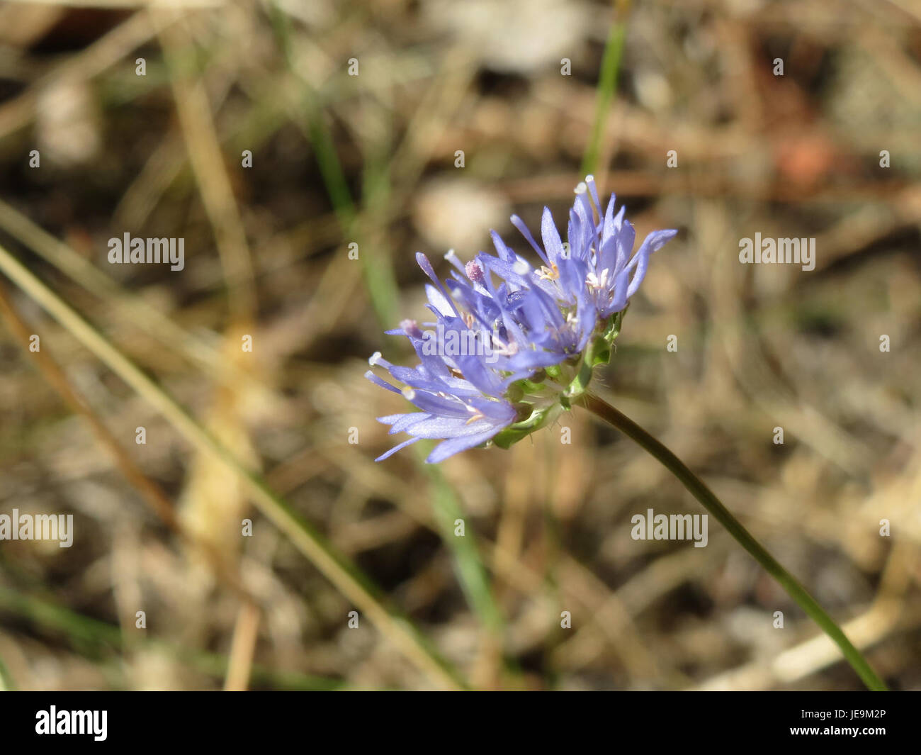 Jasione montana, commonly known as the sheep's bit, is a species of ...