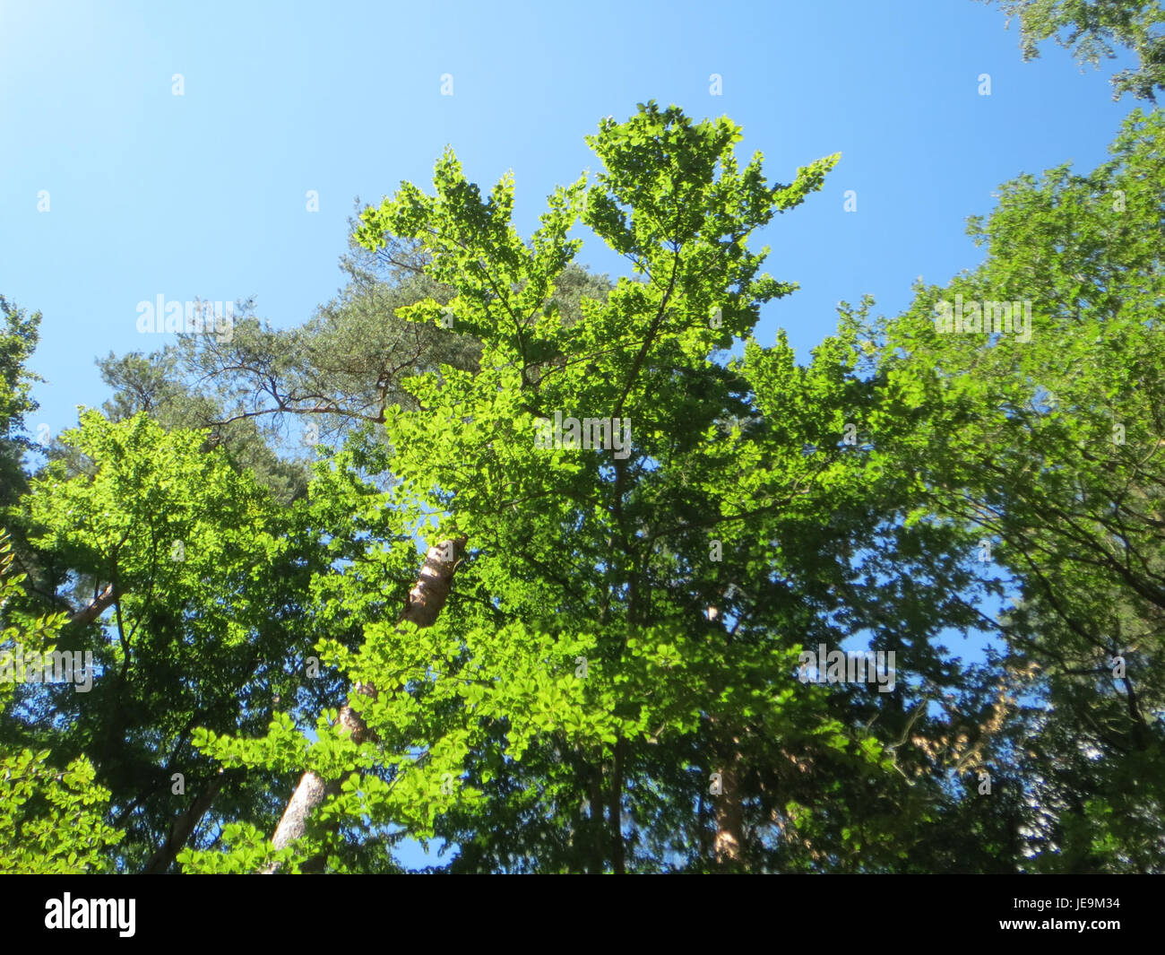 *Fagus sylvatica*, commonly known as European beech, is a deciduous ...