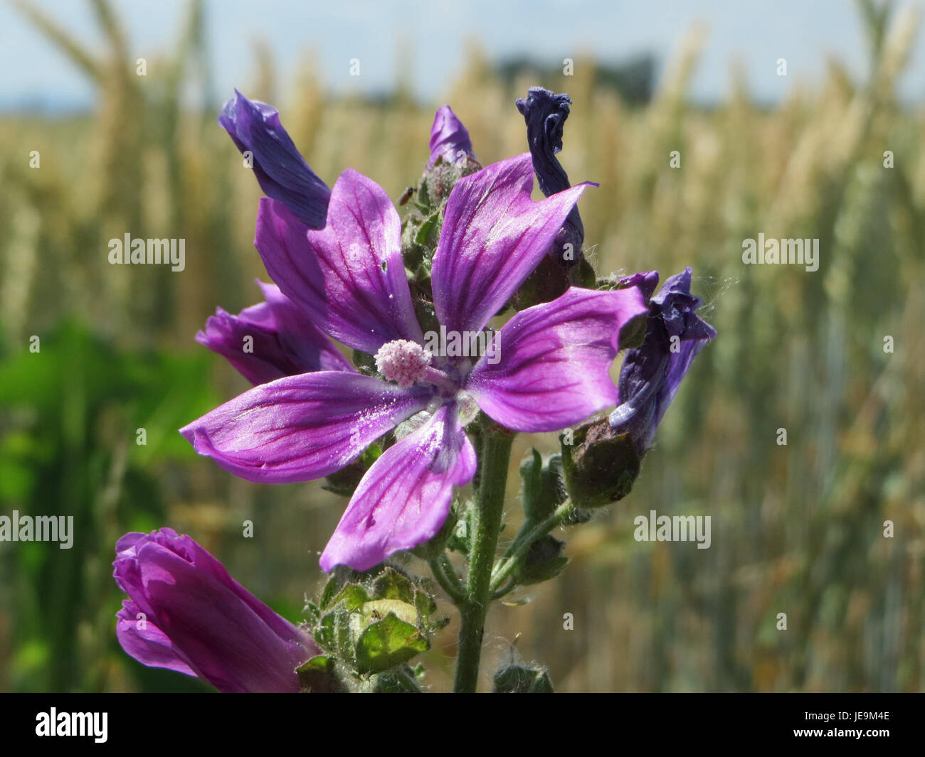 Malva sylvestris, commonly known as the common mallow, is a flowering ...