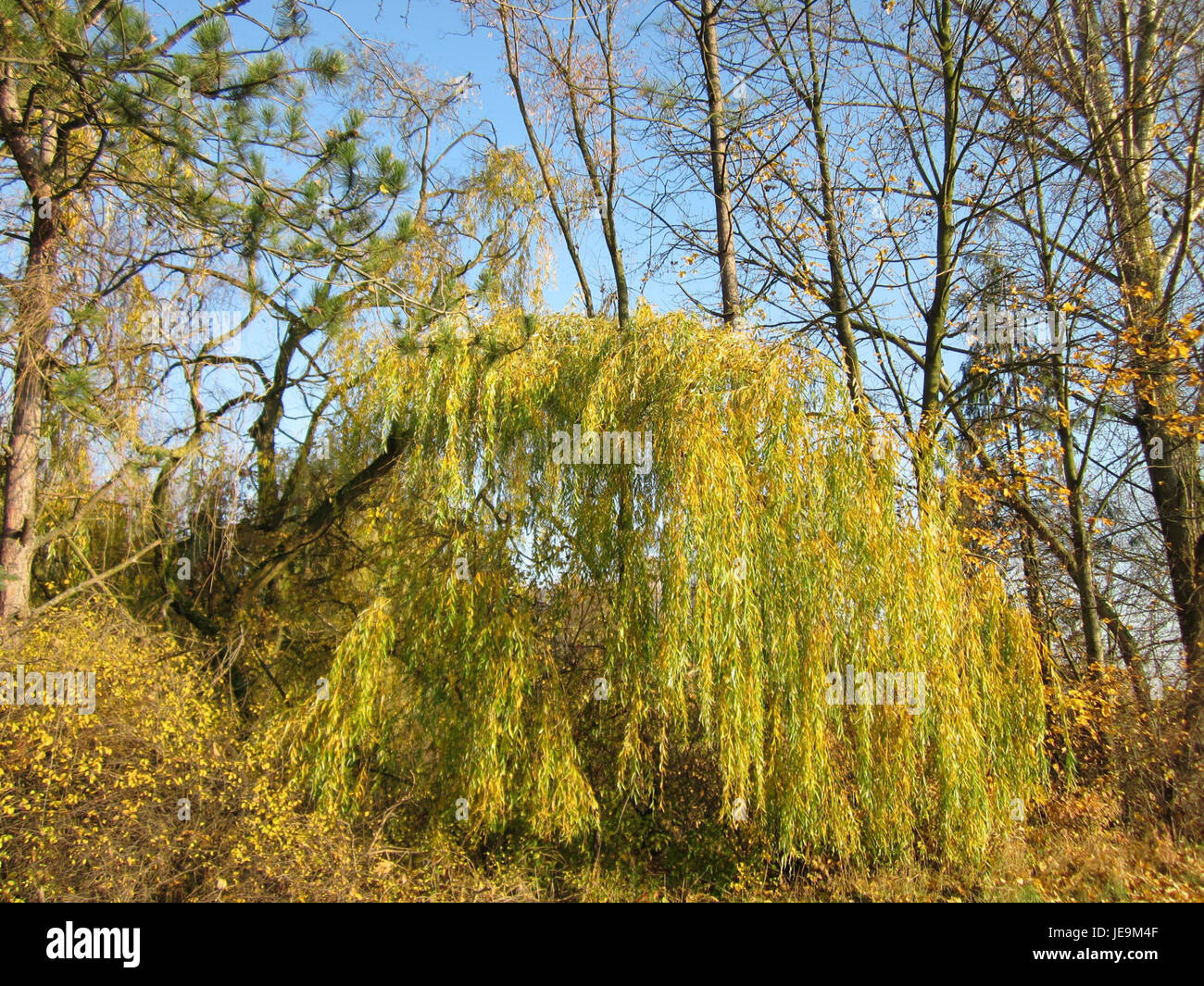 This image captures the mournful beauty of a weeping willow (Trauerweide) in Ketschau, Germany ...