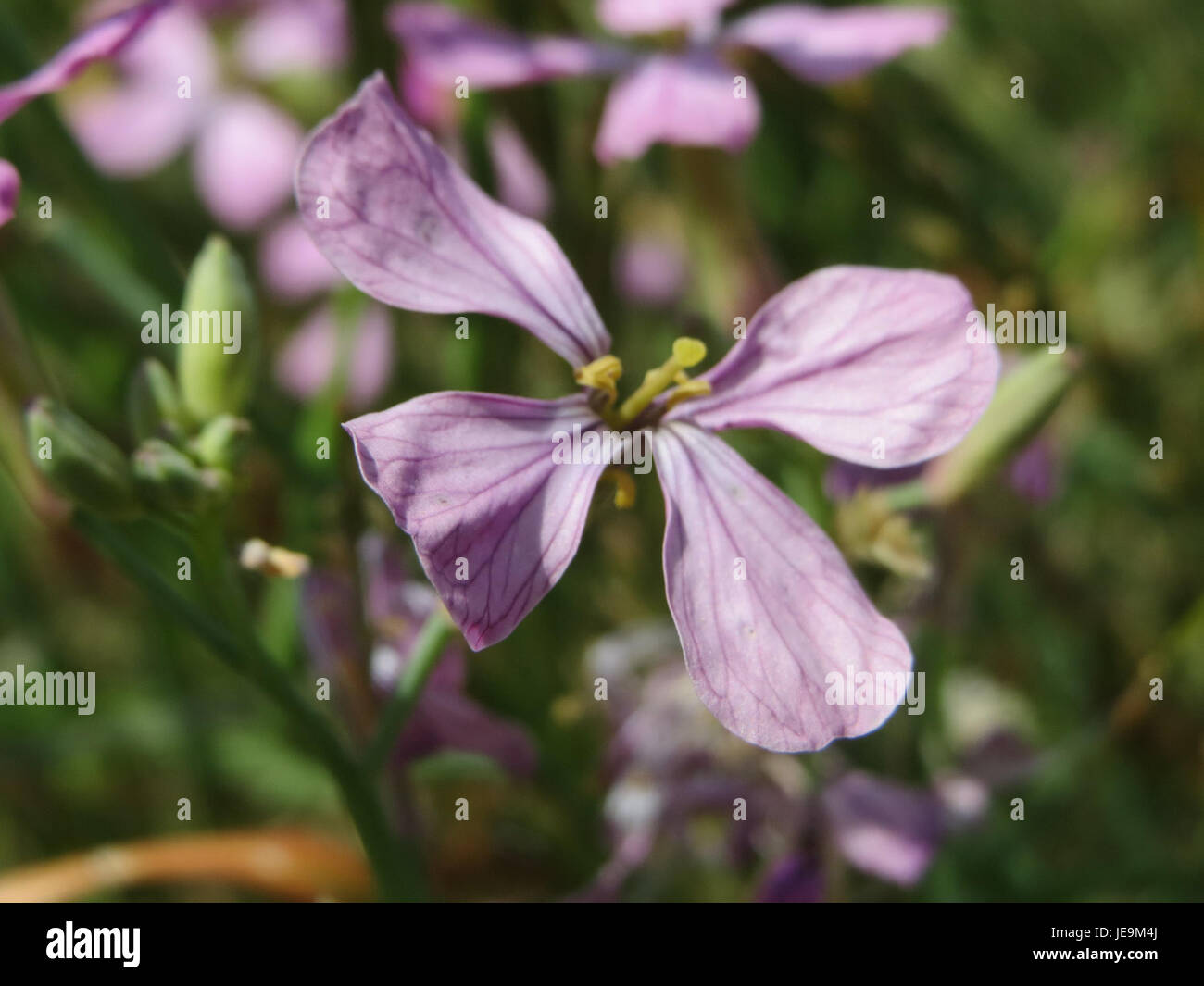 Raphanus sativus, or radish, is a root vegetable widely cultivated for ...