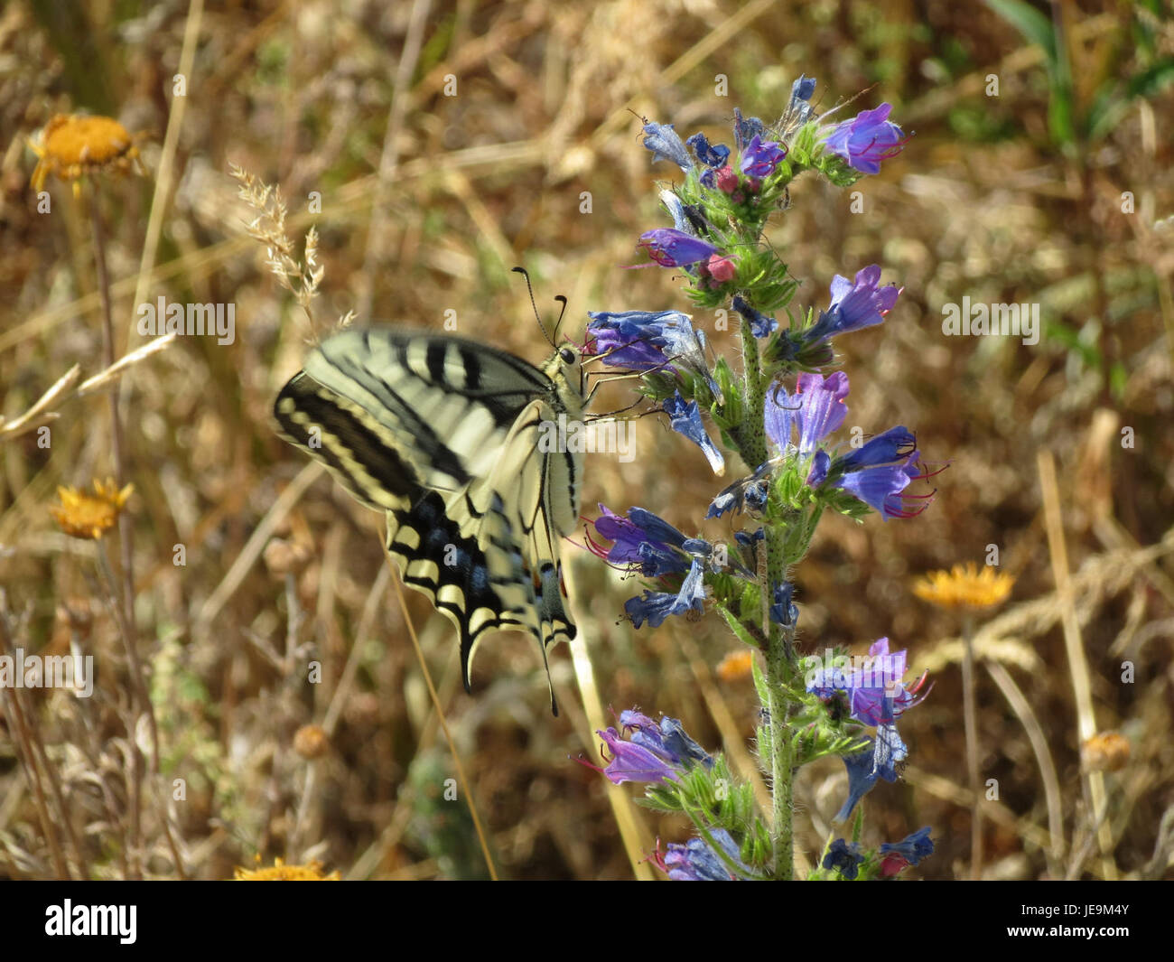 European large butterfly old world hi-res stock photography and images ...