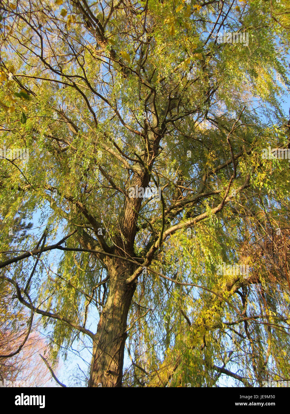 Trauerweide weeping willow tree hi-res stock photography and images - Alamy