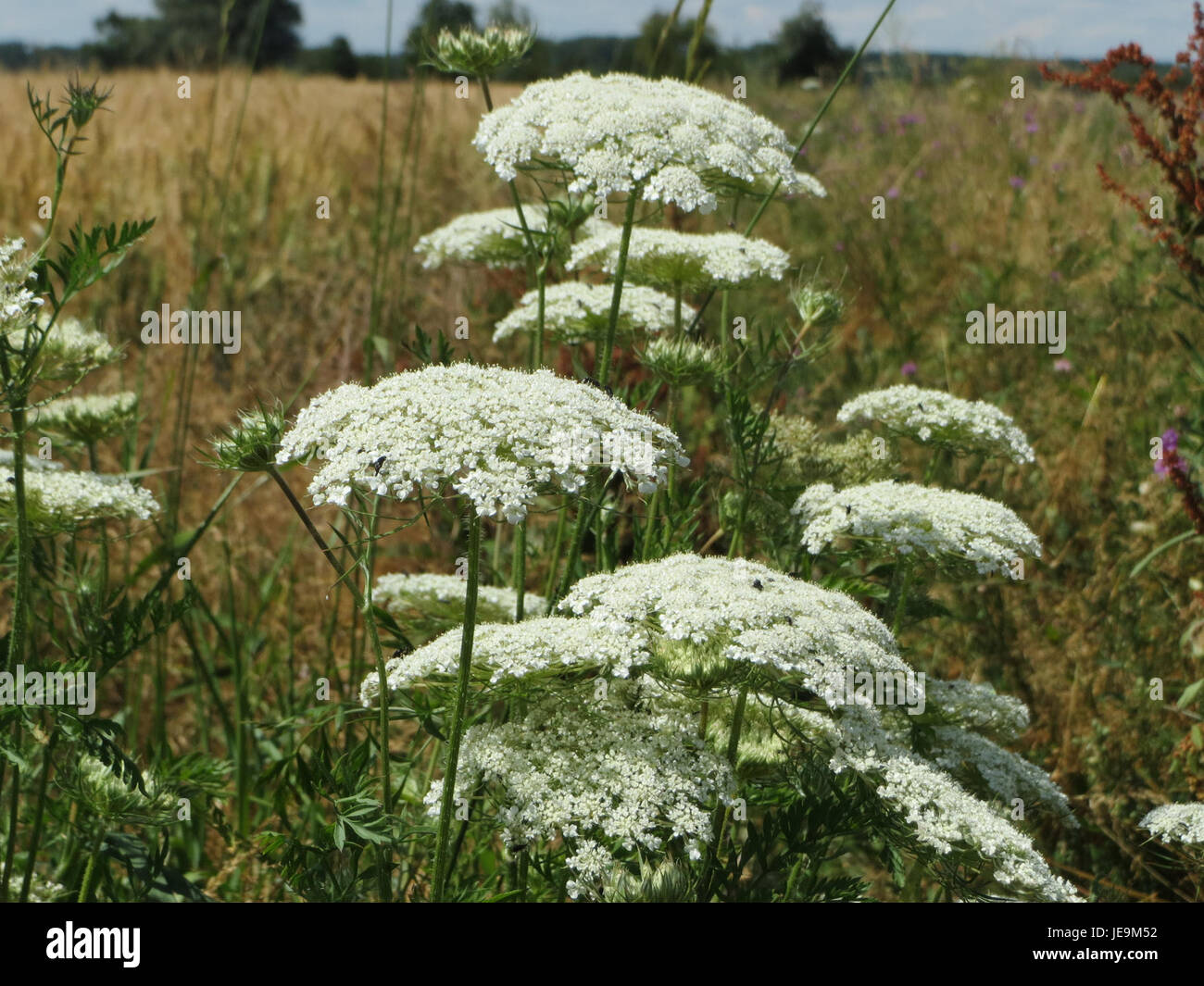 Daucus carota, commonly known as the wild carrot, is a plant native to ...