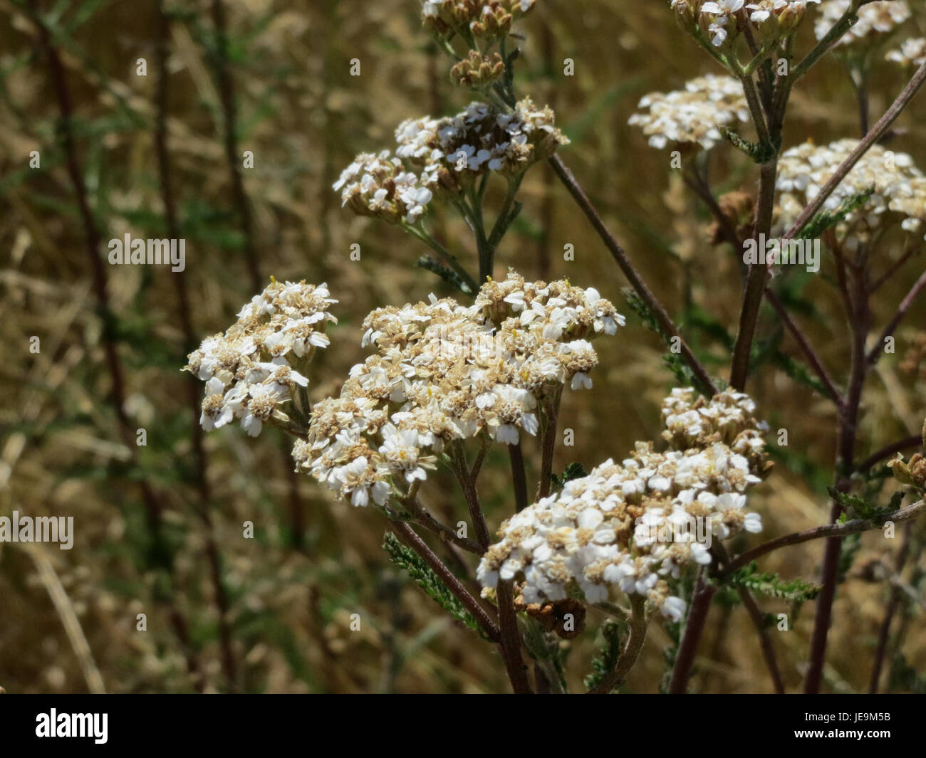 Achillea millefolium, commonly known as yarrow, is a perennial herb ...