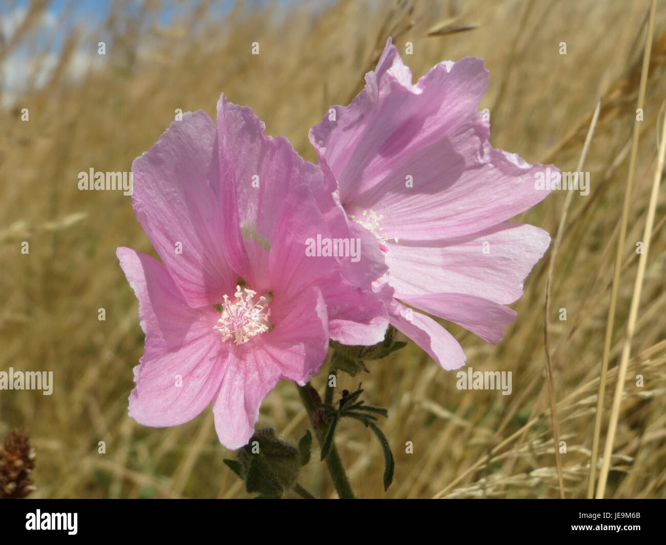 Malva alcea, commonly known as hollyhock mallow, is a flowering plant ...