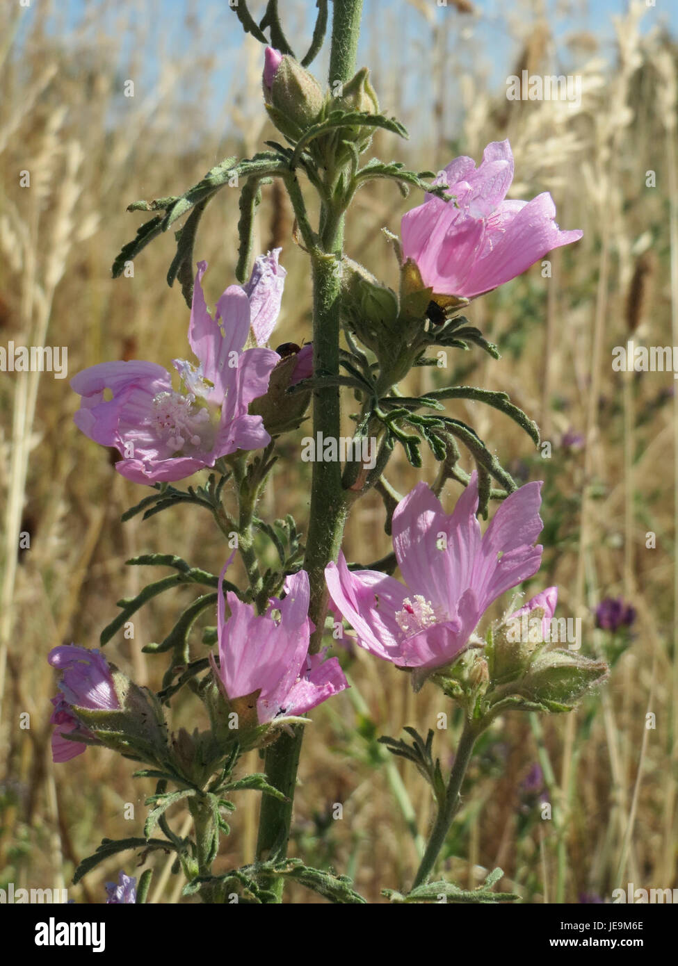 Malva alcea, commonly known as high mallow, is a perennial herb native ...