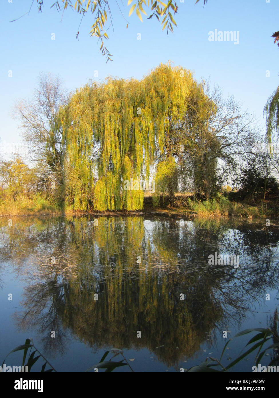 This photograph features a Weeping Willow tree (Salix babylonica) in Ketschau, Germany ...