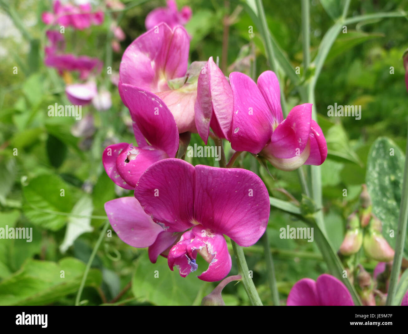 Lathyrus latifolius, commonly known as the everlasting pea, is a ...