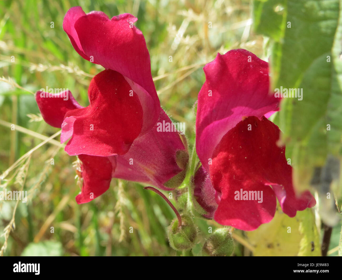 Antirrhinum majus, commonly known as snapdragon, is a popular flowering ...