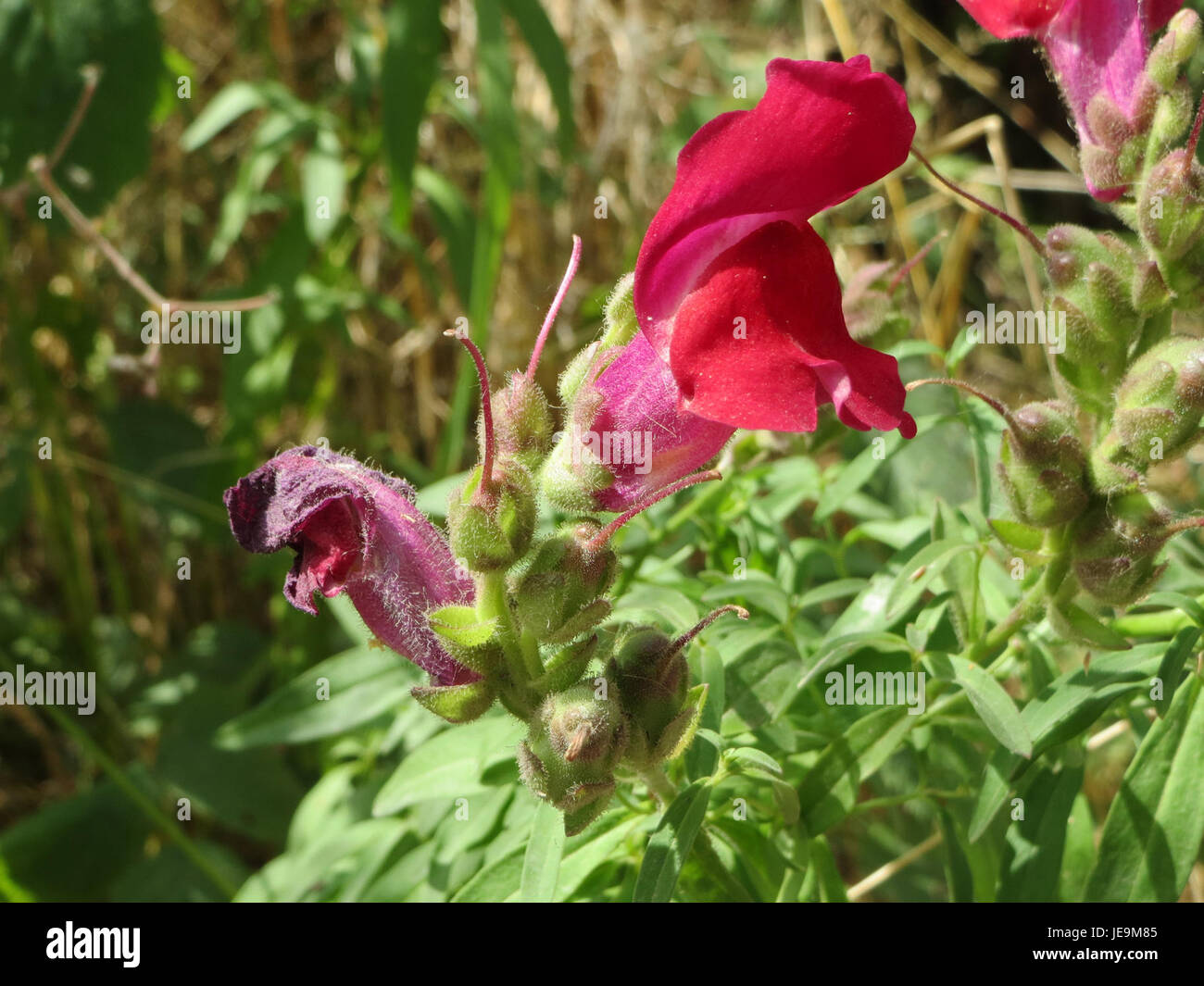 Antirrhinum majus, commonly known as snapdragon, is a flowering plant ...