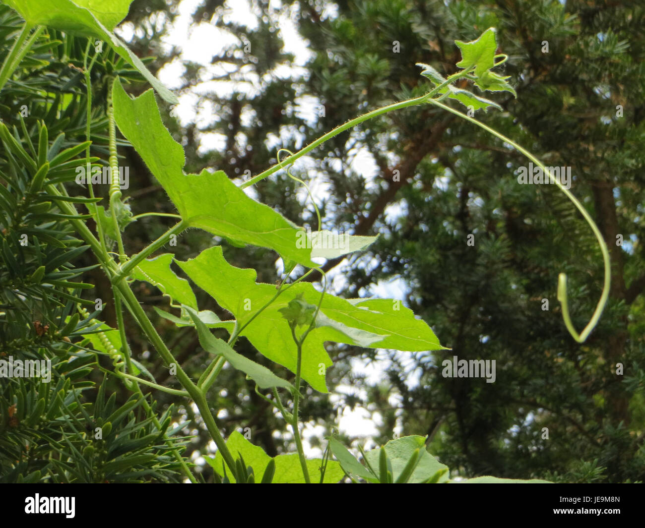 The image depicts the plant Bryonia dioica, commonly known as white ...