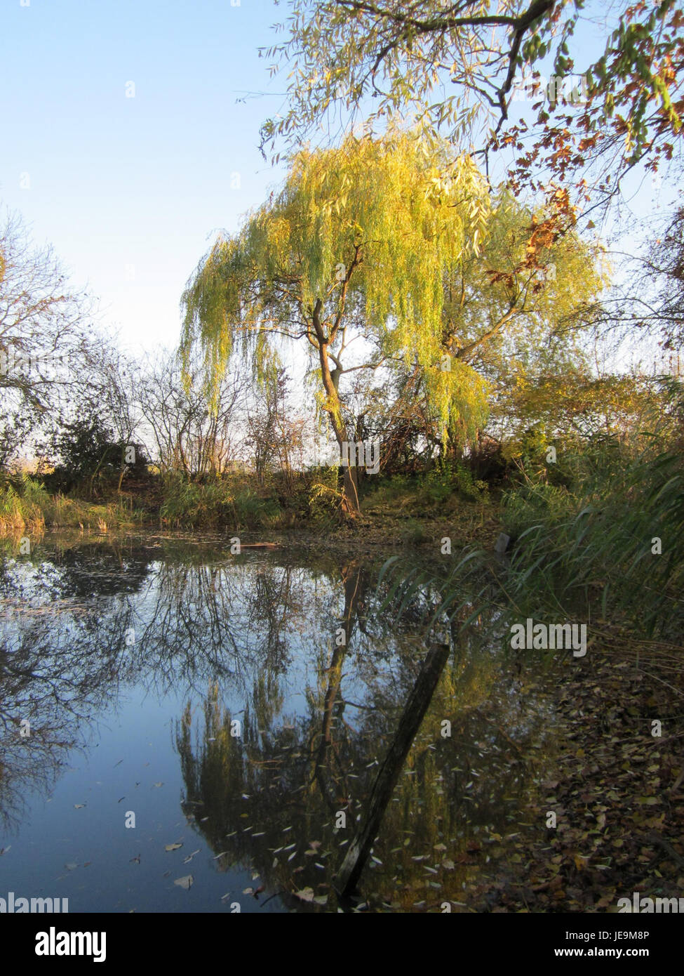 This photograph, taken on November 13, 2012, shows a weeping willow (Trauerweide) in Ketschau ...
