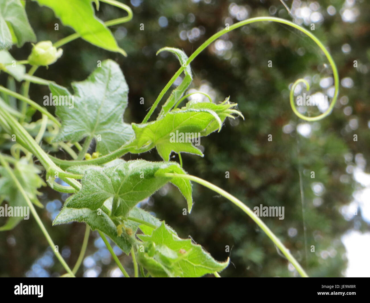 Bryonia dioica, commonly known as white bryony, is a climbing plant ...