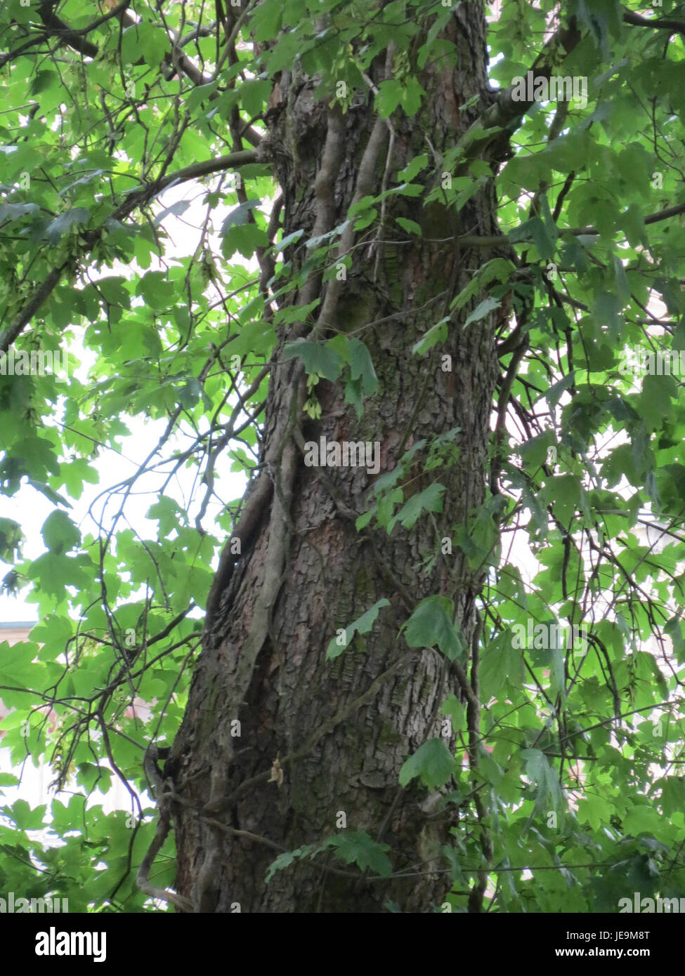 Sycamore tree roots hi-res stock photography and images - Alamy