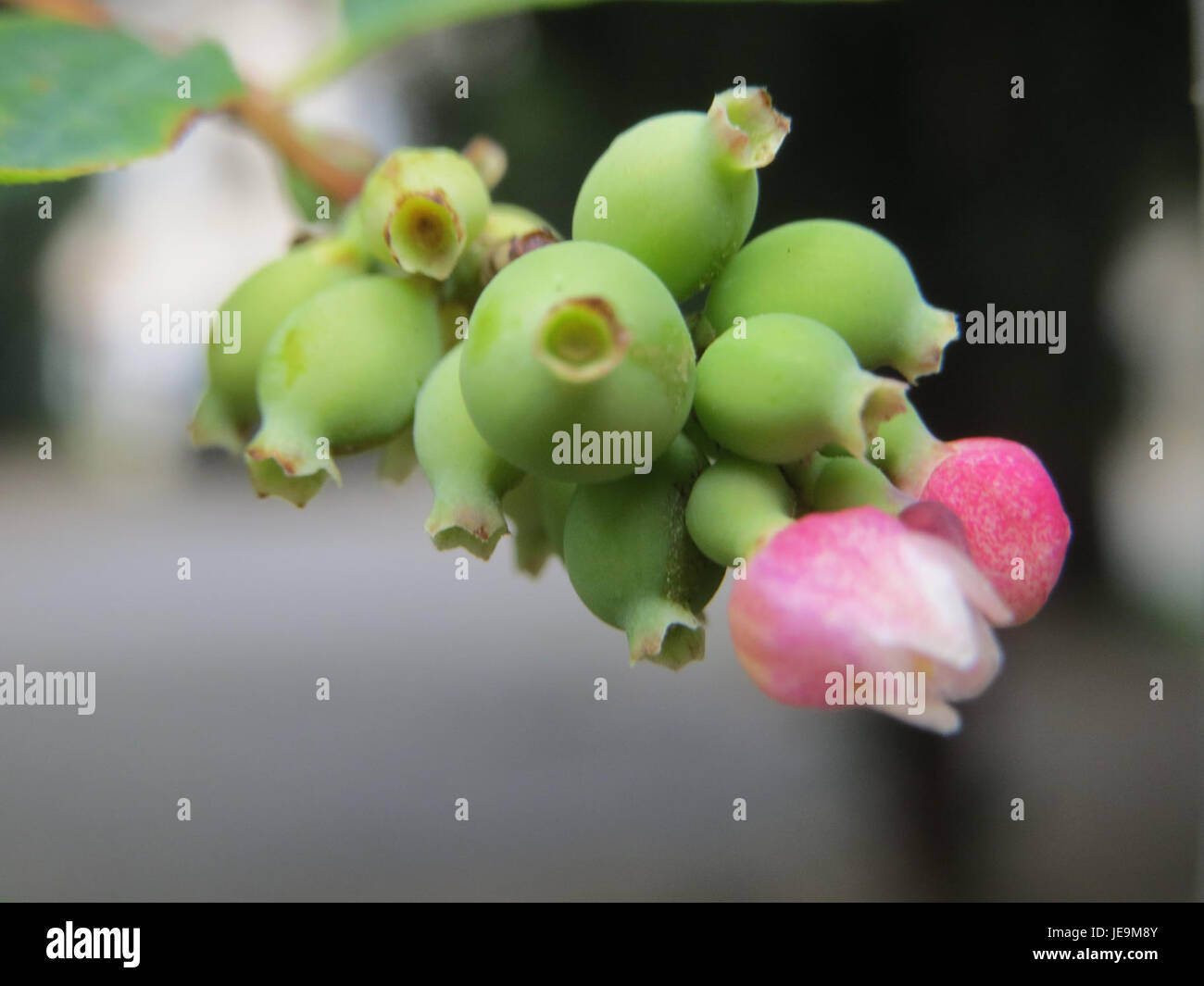 Symphoricarpos albus, commonly known as snowberry, is a deciduous shrub ...