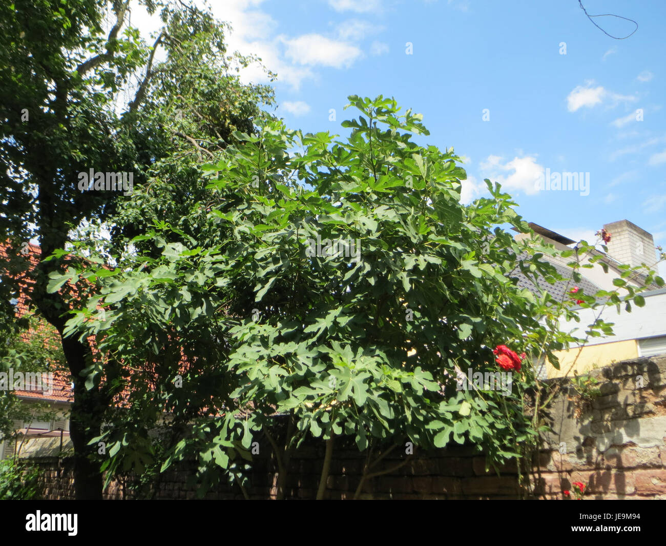 Ficus carica, commonly known as the common fig, is a species of ...