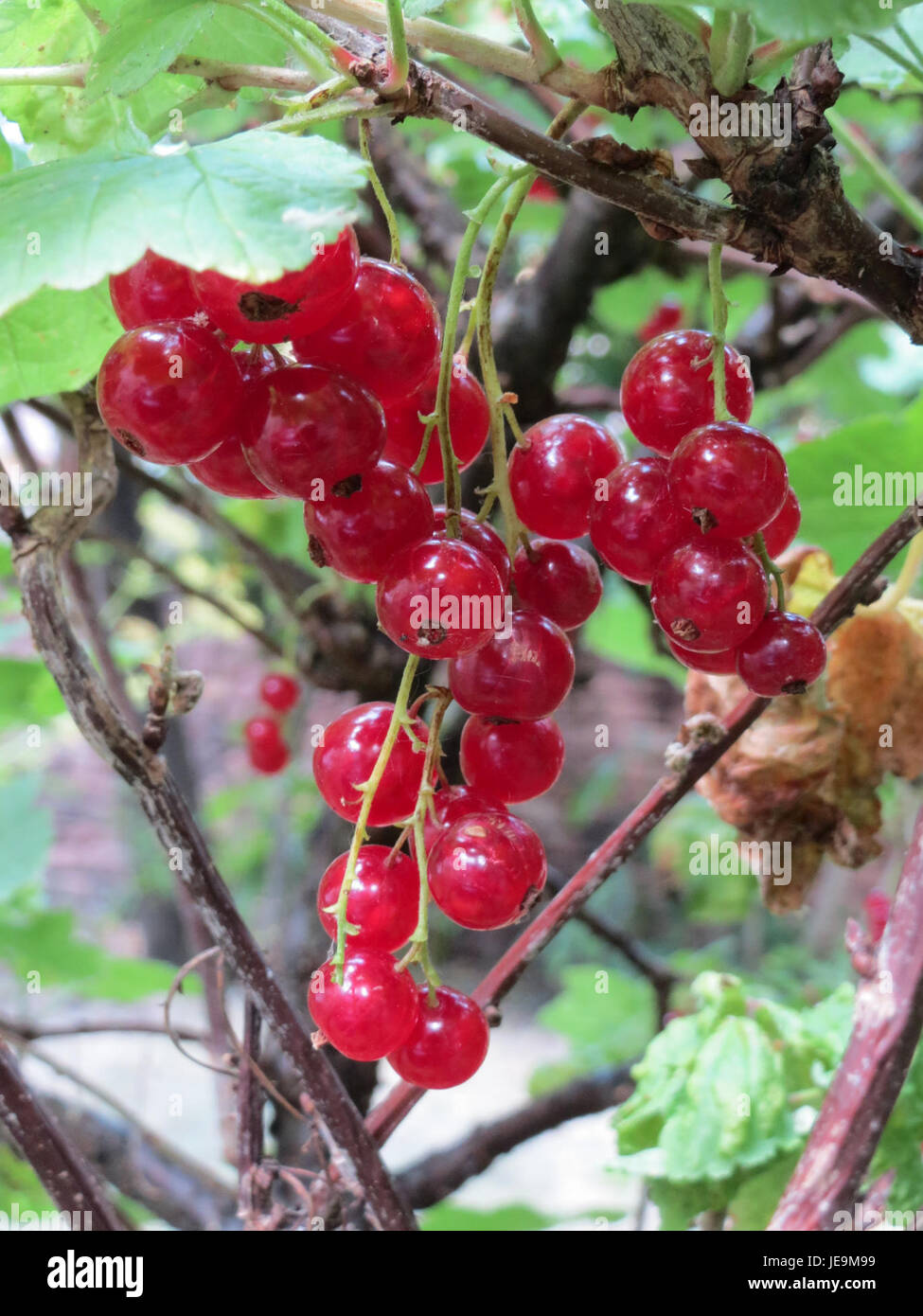This image shows a close-up of Ribes rubrum, commonly known as red ...