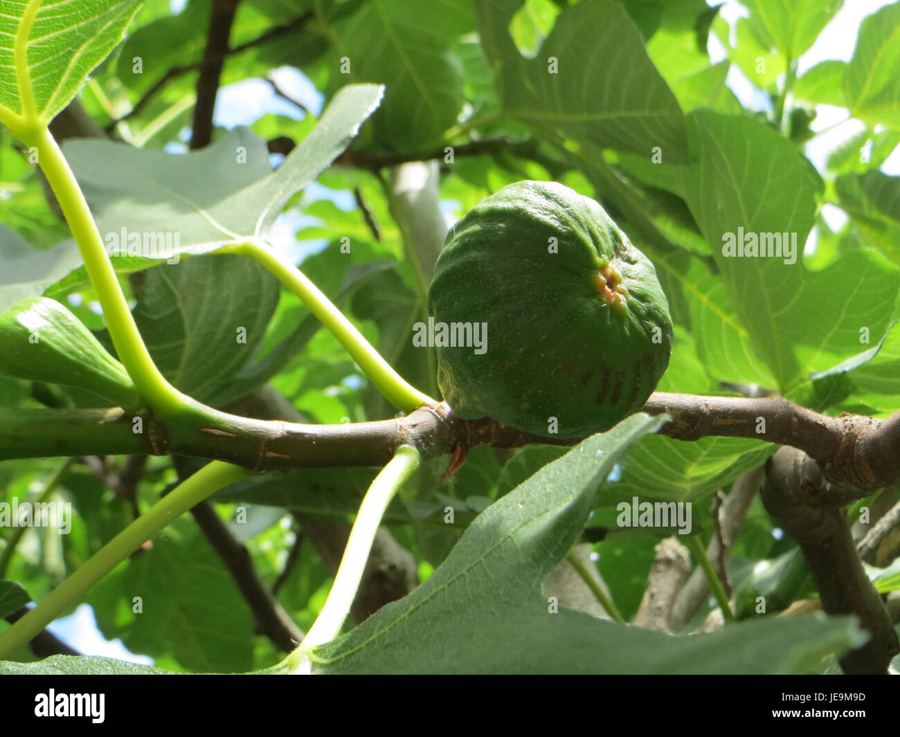 A photograph of Ficus carica, commonly known as the common fig tree ...