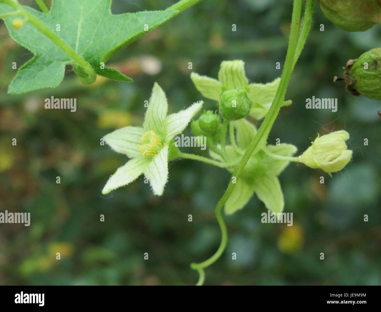 Bryonia dioica, commonly known as white bryony, is a climbing plant ...