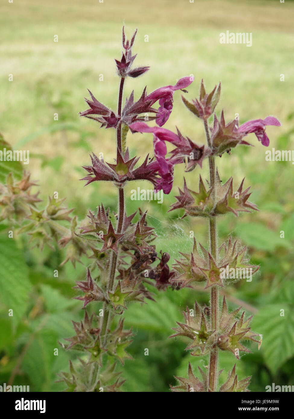 Stachys palustris, also known as Marsh Woundwort, is a perennial plant ...