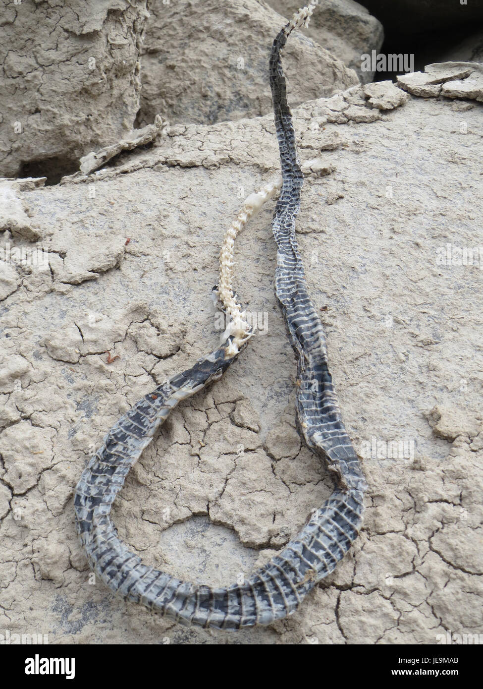 Rheinwald is a region in Switzerland known for its mountainous ...