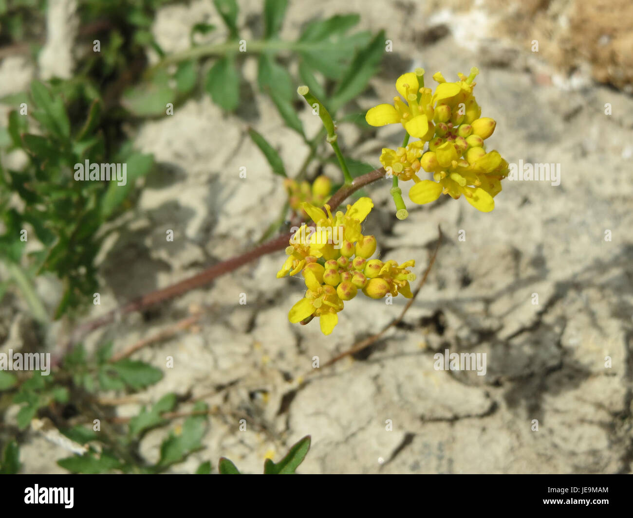 'Rorippa sylvestris', commonly known as creeping yellowcress, is a ...