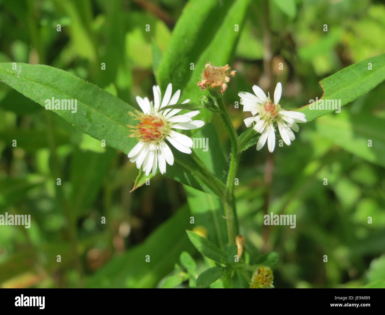 Rheinwald scene hi-res stock photography and images - Alamy