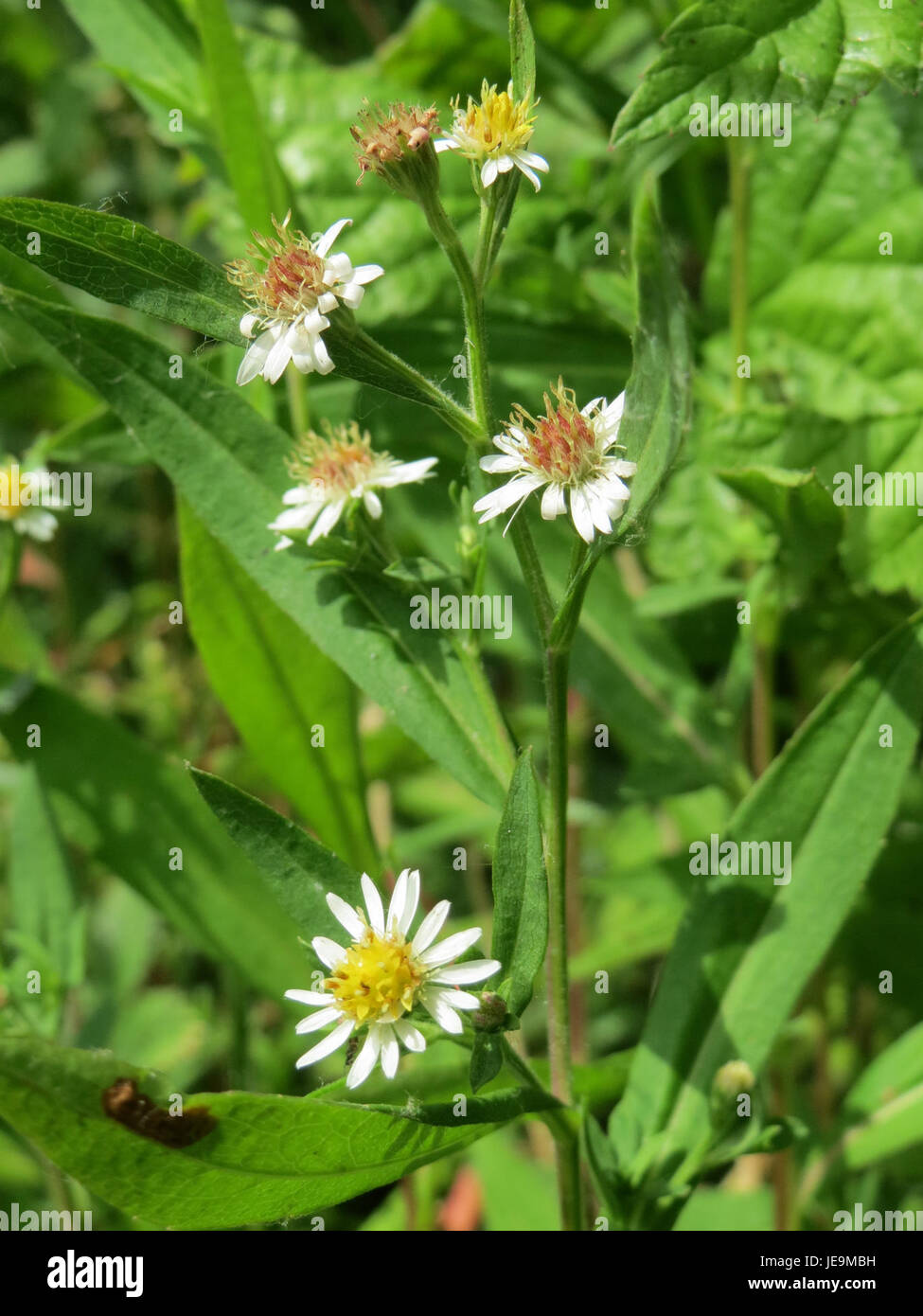 This image captures the *Rheinwald*, a region in Switzerland known for ...