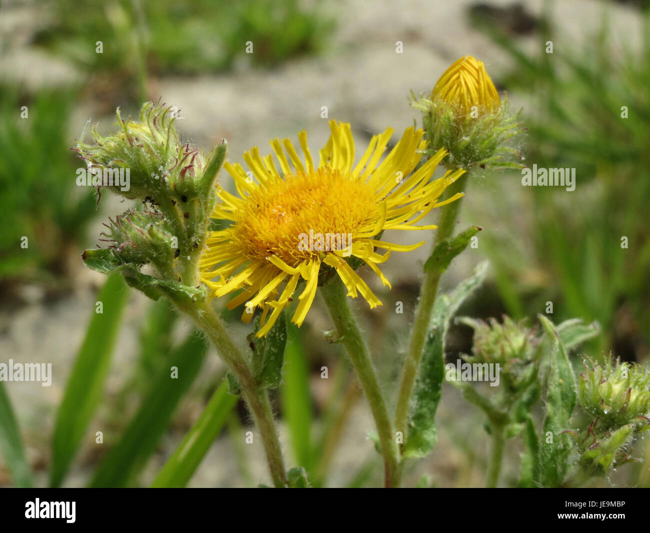 Traditional farming properties hi-res stock photography and images - Alamy