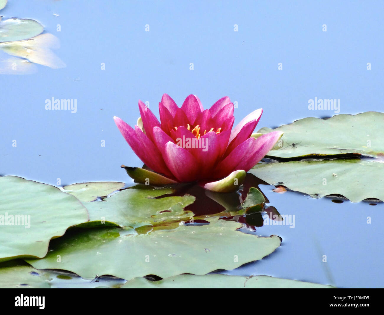 Waterlelie hi-res stock photography and images - Alamy