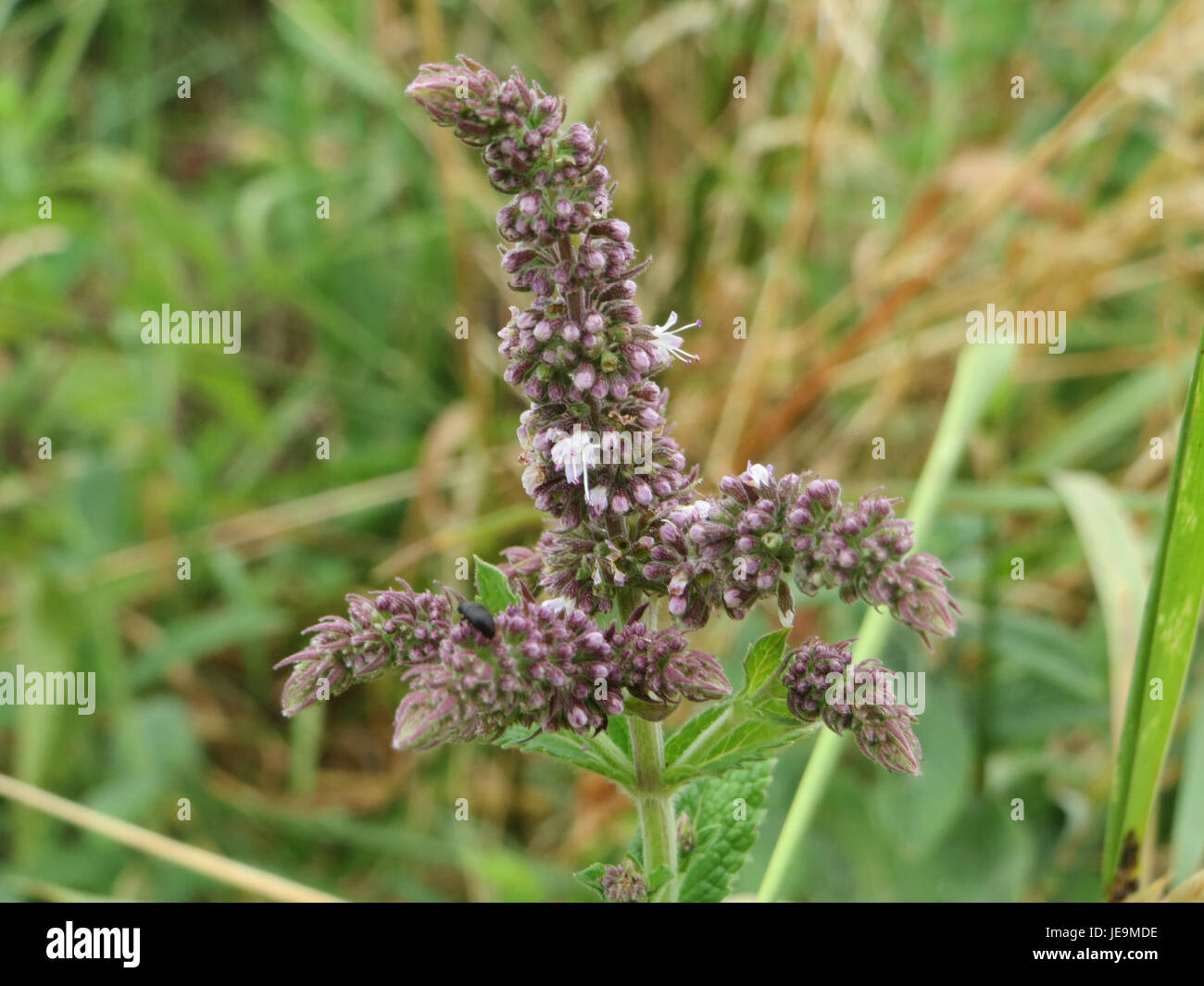 Mentha suaveolens, commonly known as apple mint, is a species of mint ...