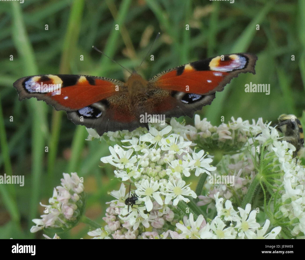 This image shows Inachis io, commonly known as the European peacock butterfly. The butterfly is ...