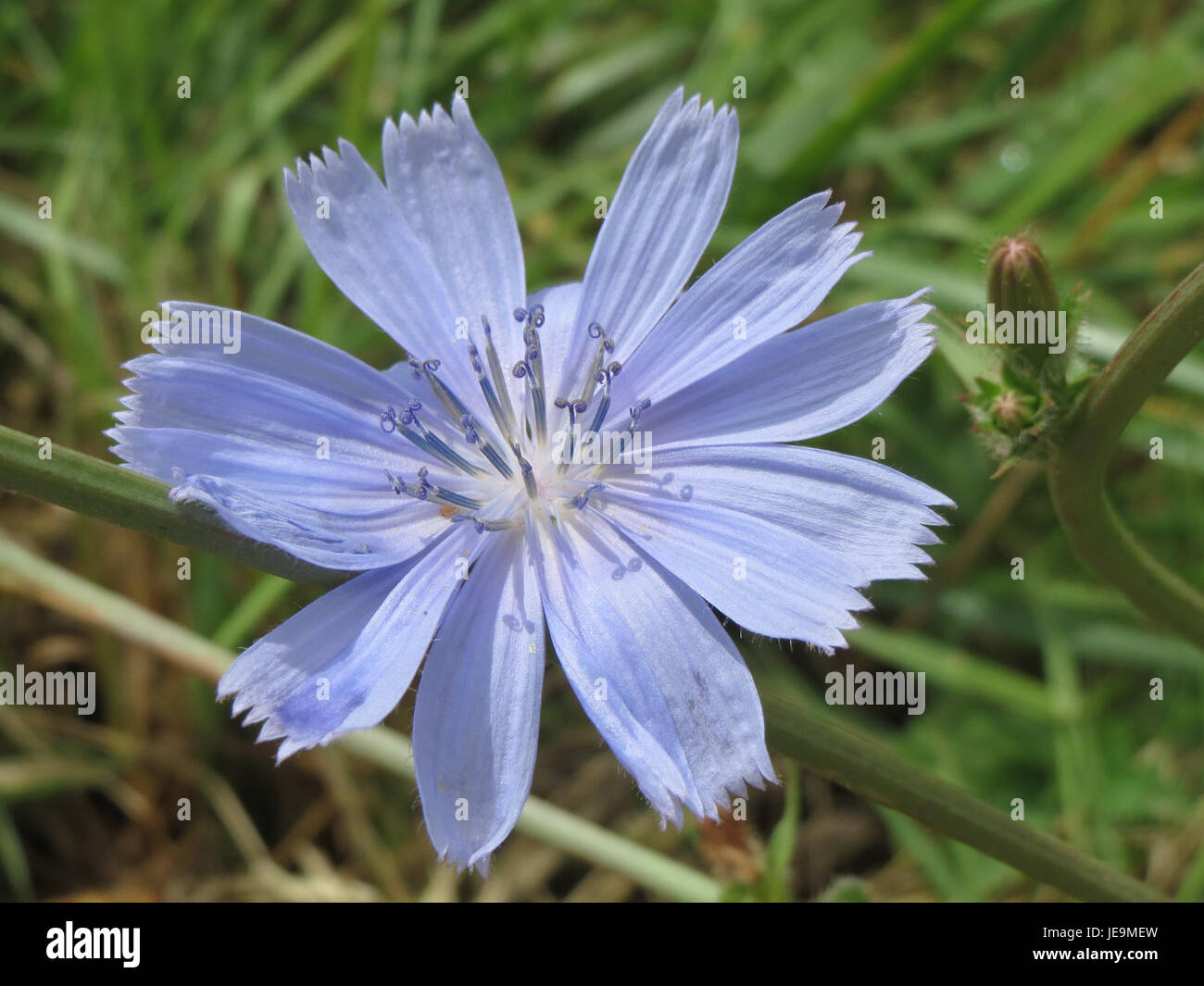 Cichorium intybus, also known as chicory, is a perennial herb used in ...