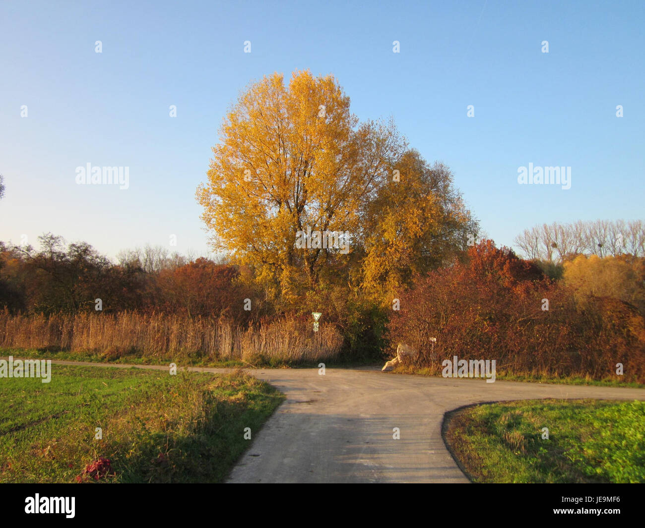 The image captures a section of Schleiwiese, a natural area in Germany ...