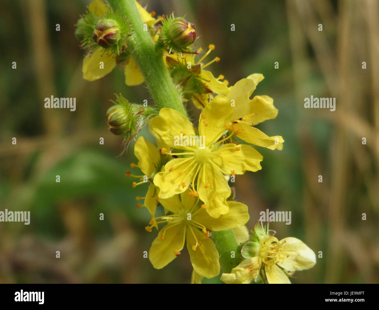 Agrimonia eupatoria, commonly known as Agrimony, is a herbaceous plant ...